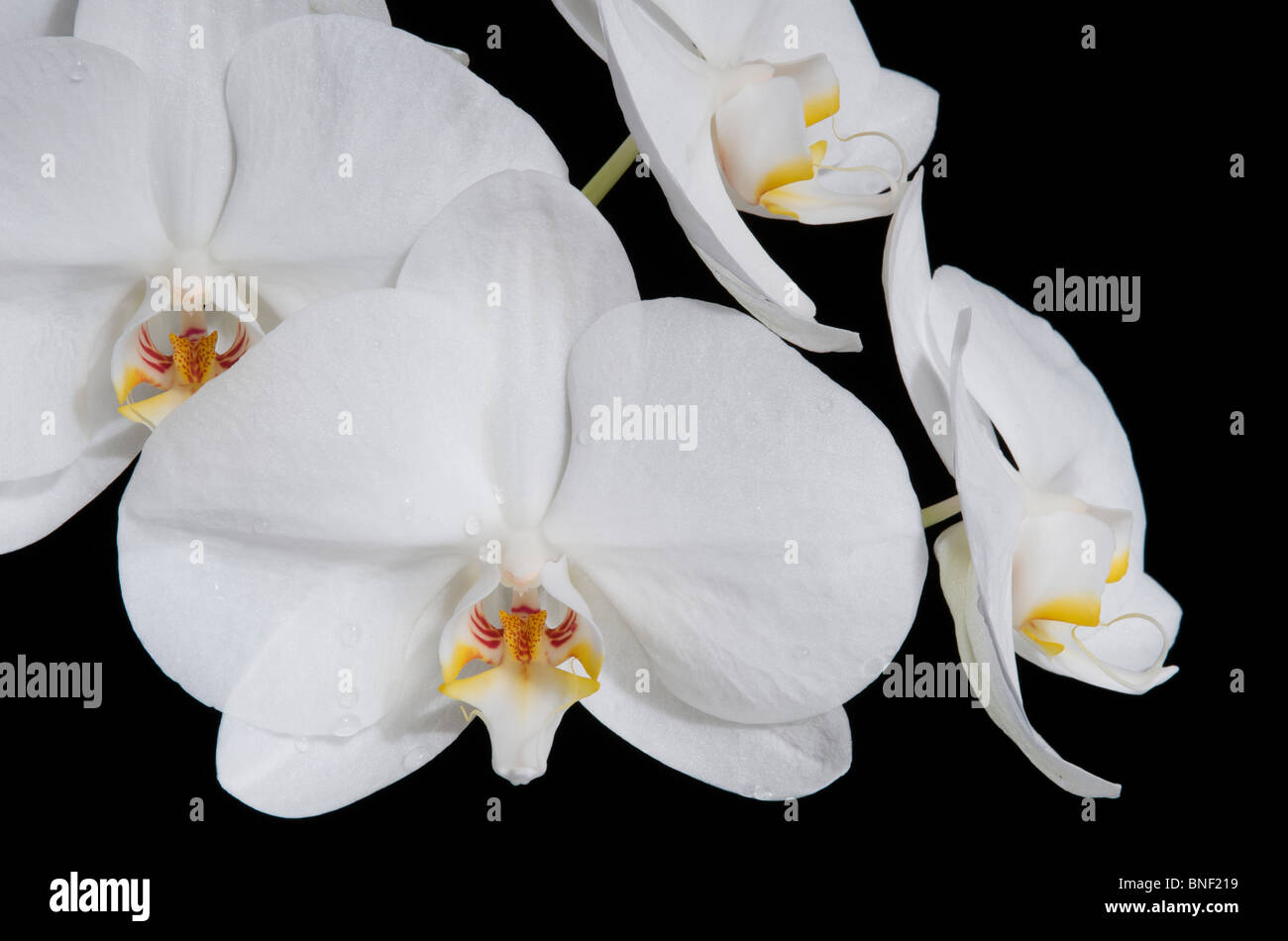 Close-up of Doritaenopsis and Phalaenopsis hybrid orchids Stock Photo ...