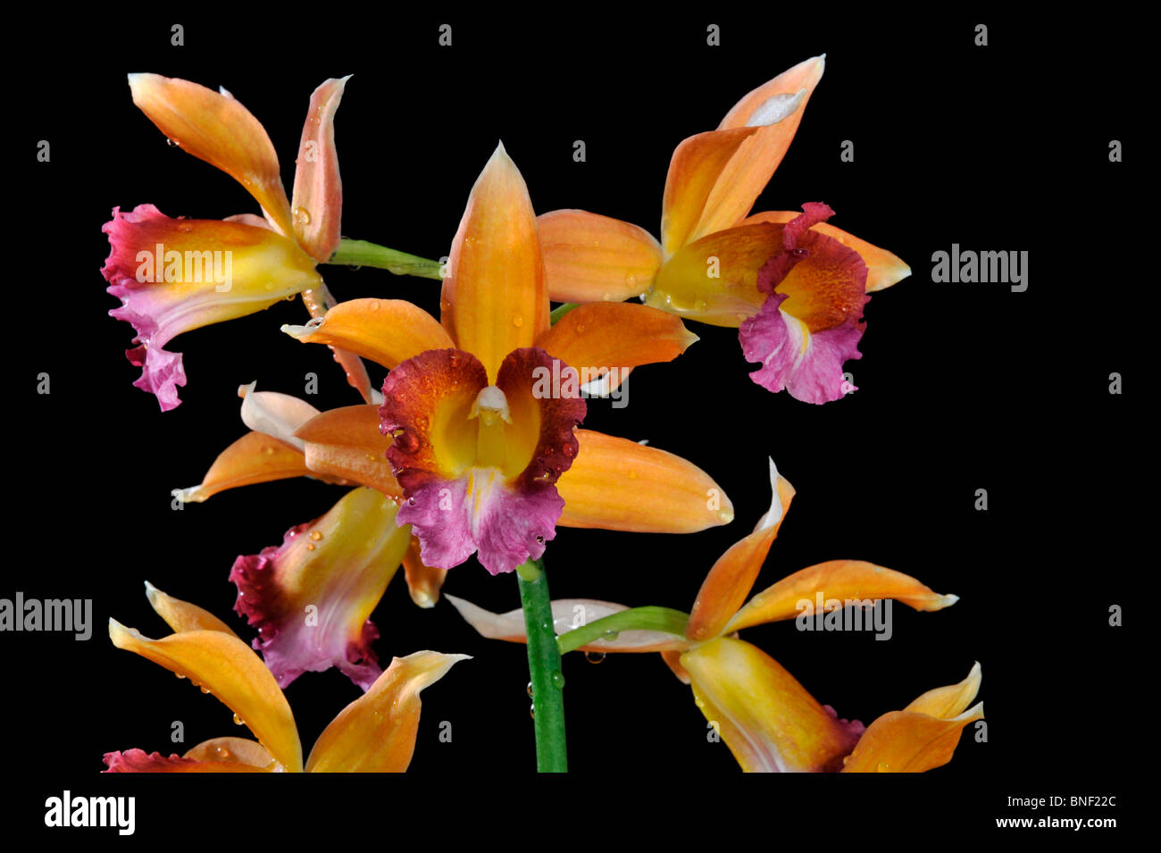 Phaius orchid hi-res stock photography and images - Alamy
