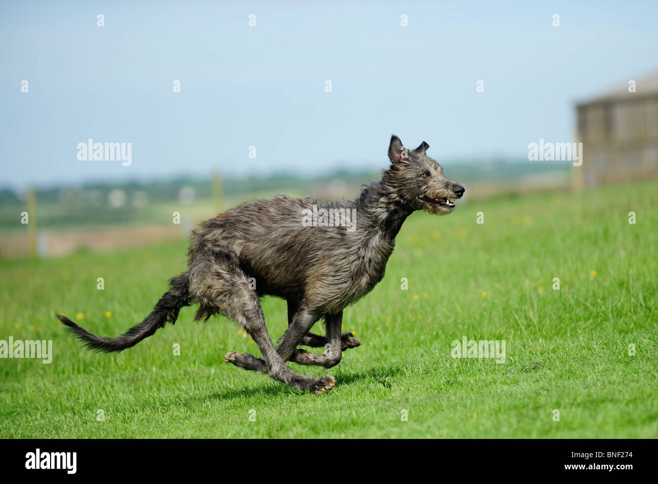 Scottish Deerhound Lurcher High Resolution Stock Photography and Images ...