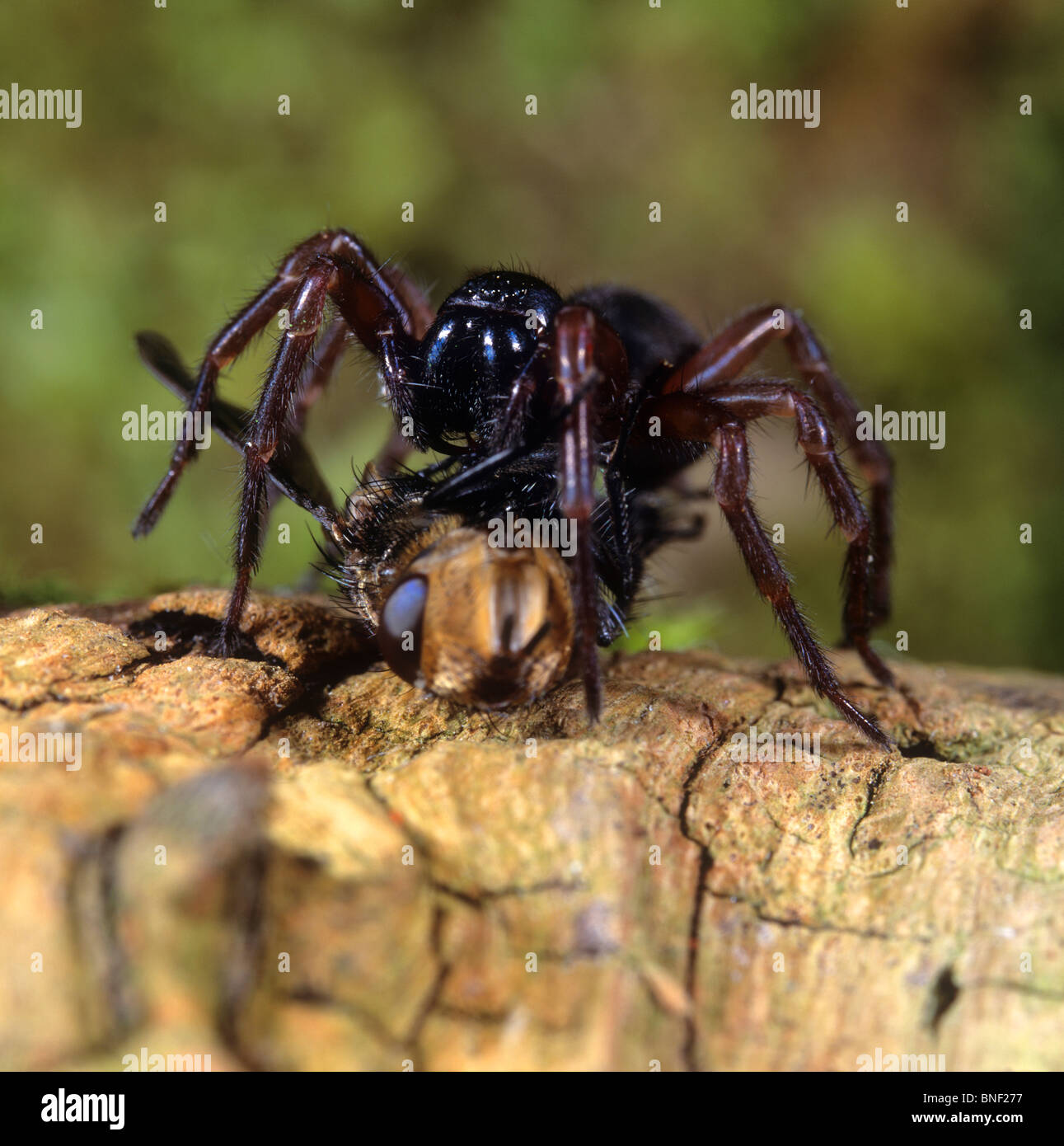 Sheetweb Spider (Neriene clathrata) holding prey between its legs Stock ...