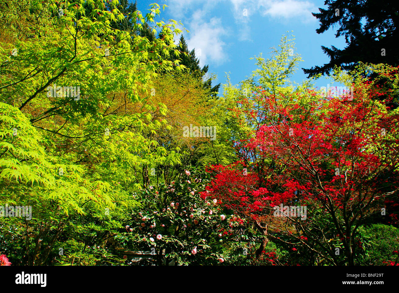 Trees in a garden, Japanese Gardens, Portland, Multnomah County, Oregon ...