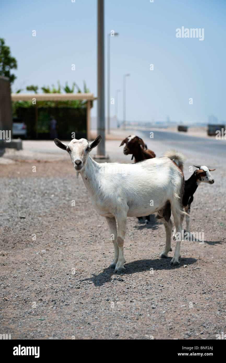 Goats in Ras Al Khaimah, UAE Stock Photo - Alamy