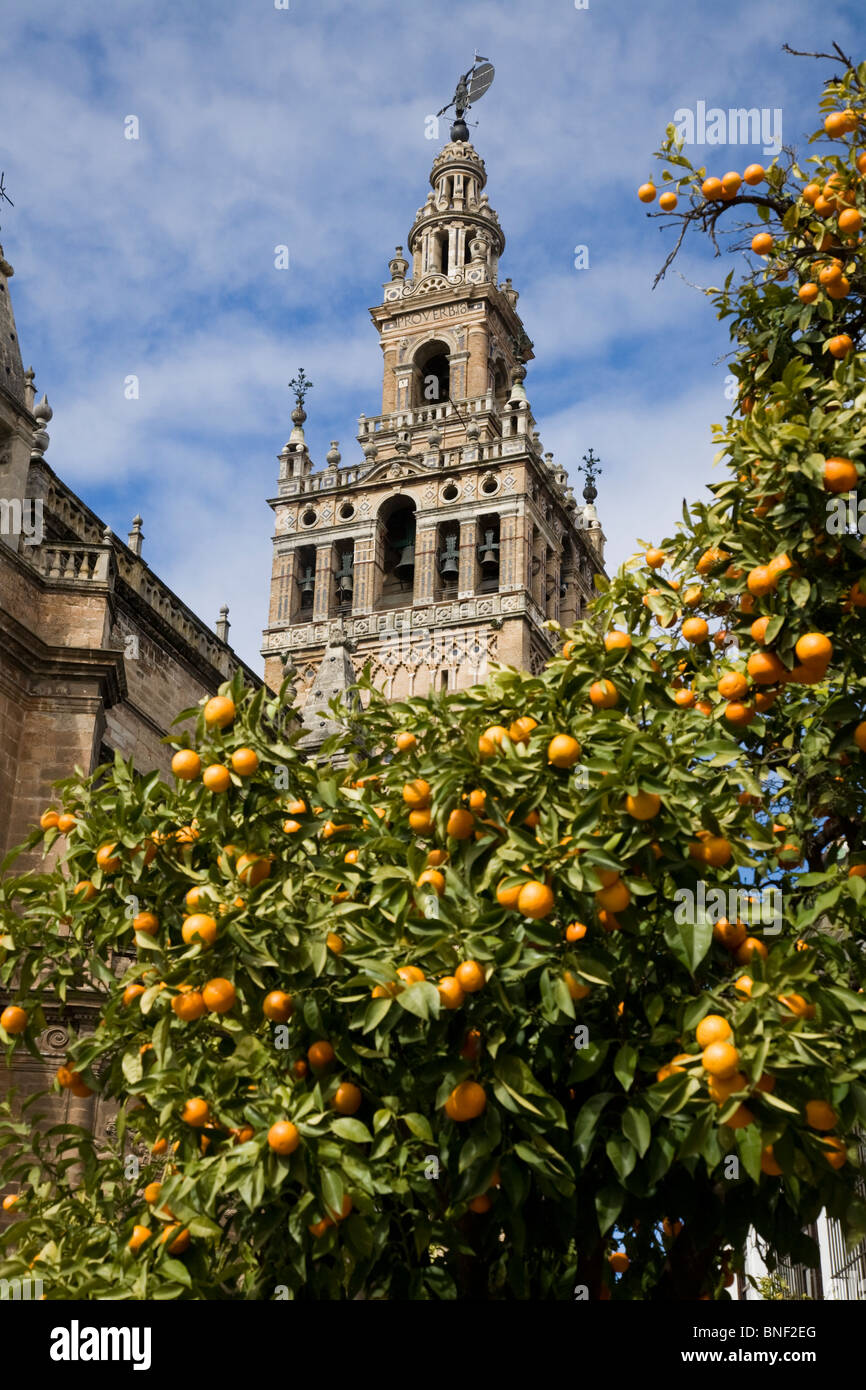 Giralda (former mosque minaret converted into Cathedral bell tower ...