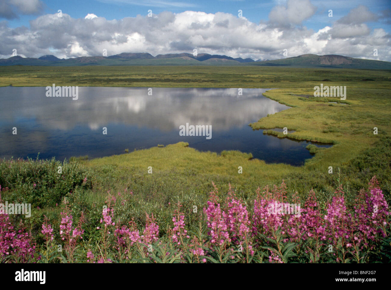 Wildflowers at the lakeside, kettle Lake, Denali Highway, Alaska, USA ...
