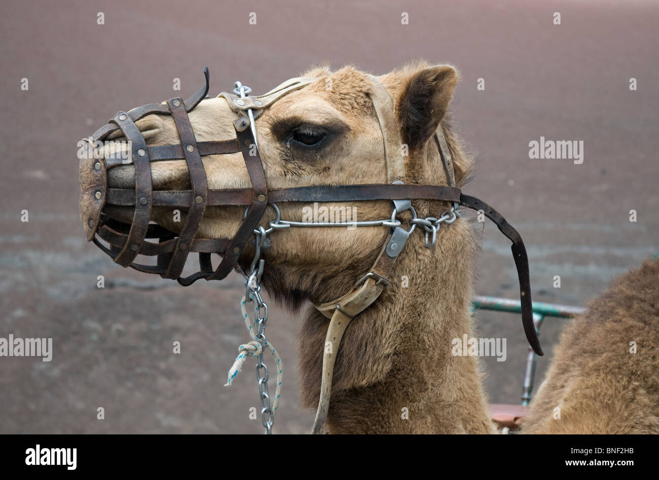 Close up of a camels head wearing a halter and muzzle Stock Photo - Alamy