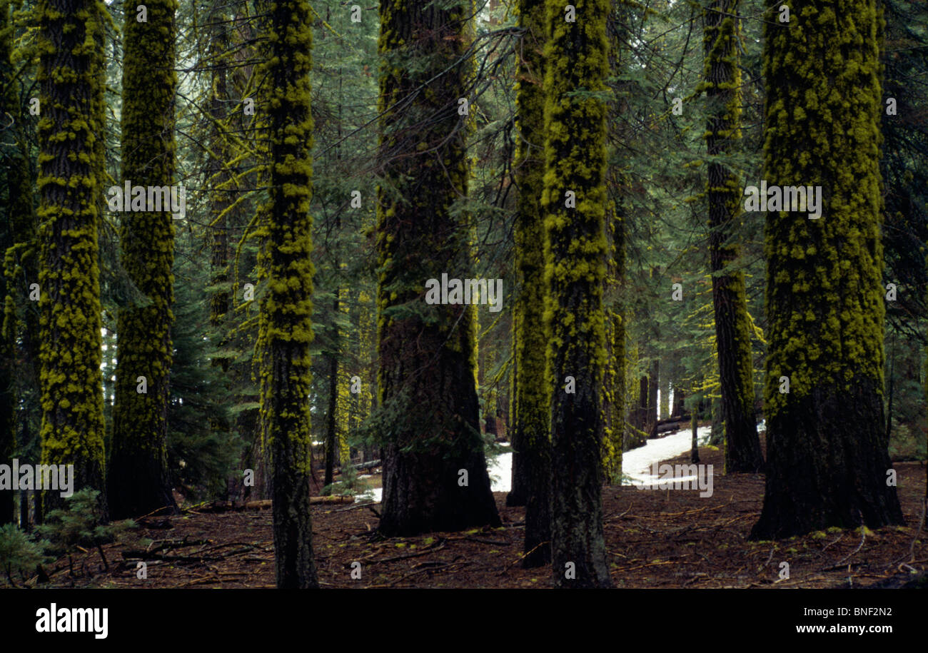 Fir trees in a forest, Sequoia National Forest, California, USA Stock ...