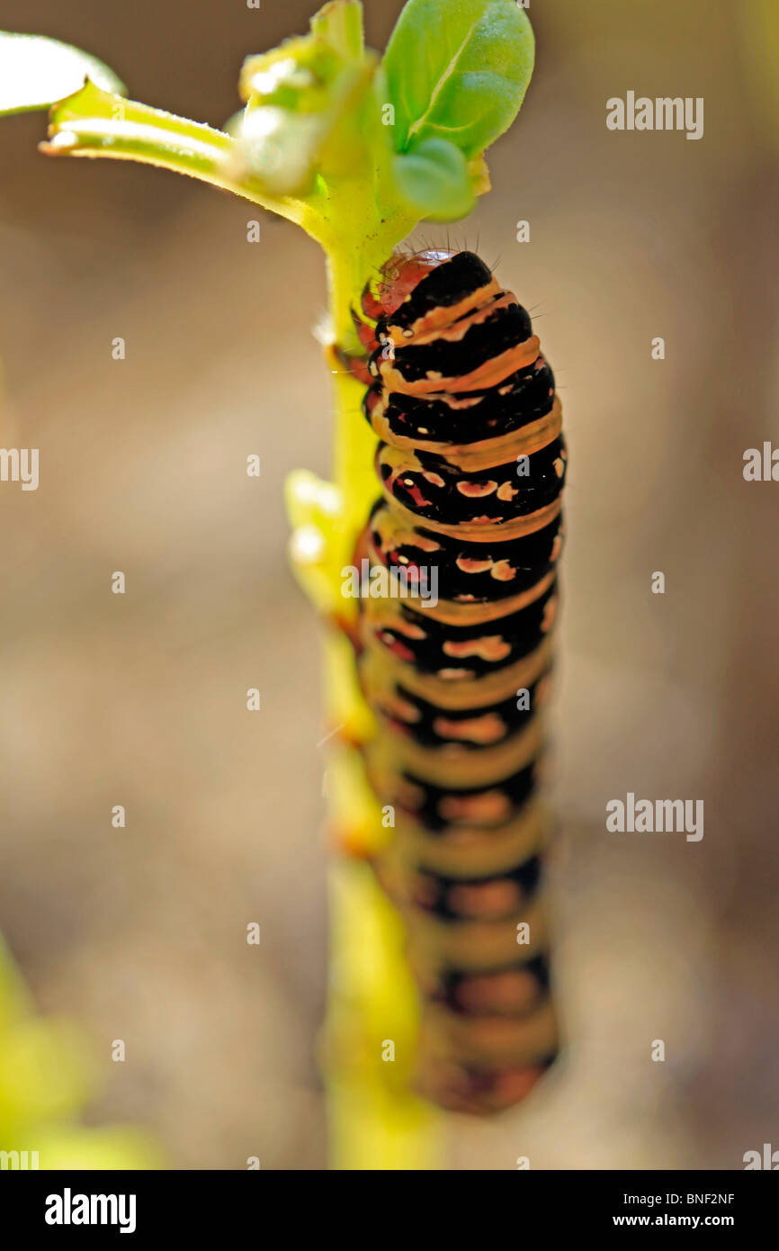 Colourful Cherry spot moth caterpillar, (Diaphone eumela Stock Photo ...