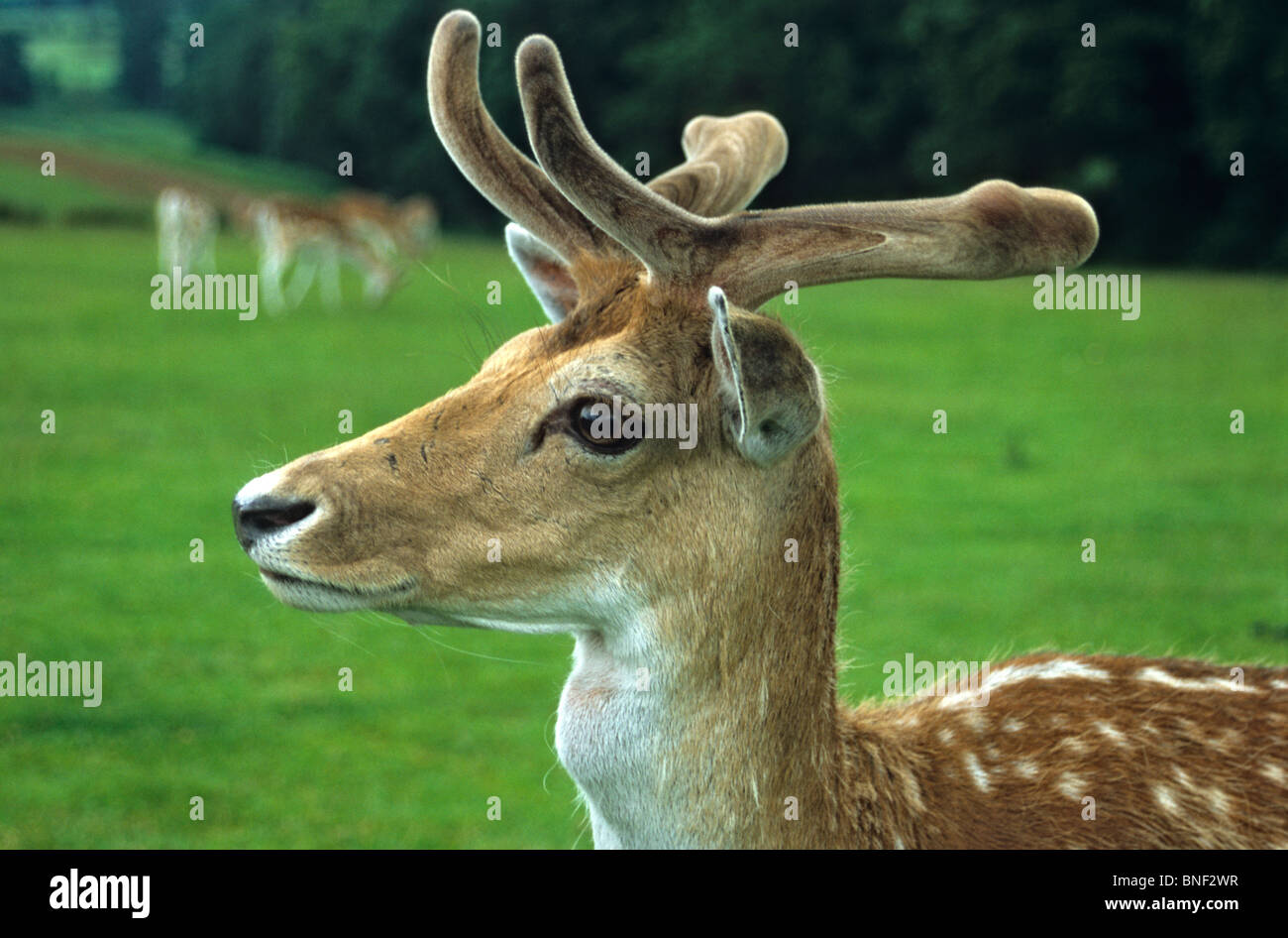 Fallow deer, Knole Park, Sevenoaks, Kent, UK Stock Photo - Alamy