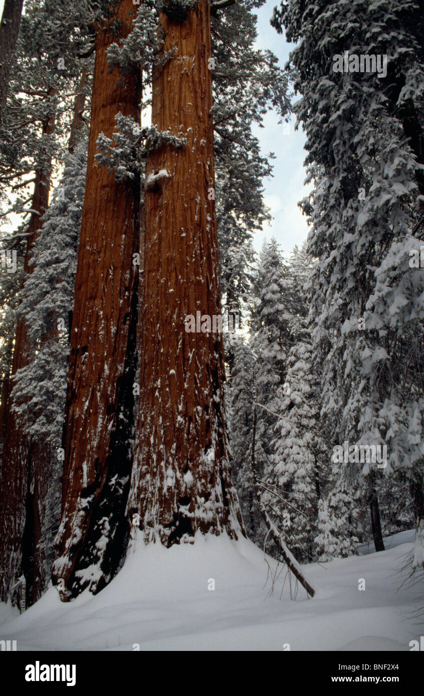 Giant sequoia (Sequoiadendron giganteum) trees in a forest, Sequoia ...