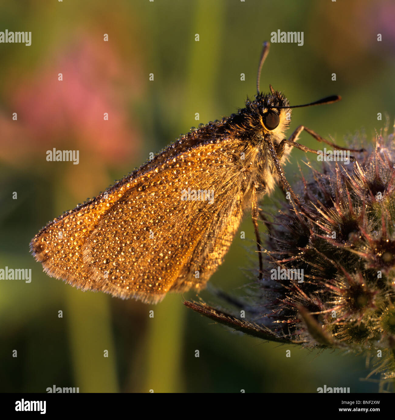 Small Skipper (Thymelicus sylvestris, Thymelicus flavus), butterfly on ...