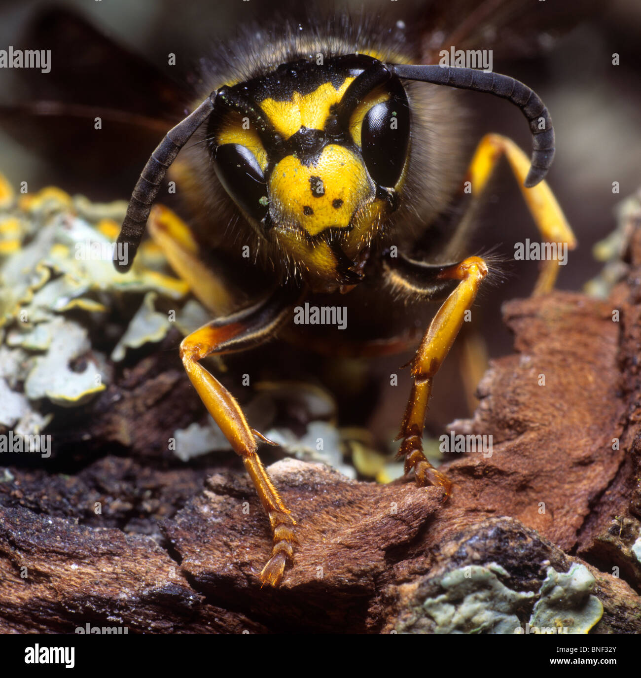 Common Wasp (Vespula vulgaris) , portrait Stock Photo - Alamy