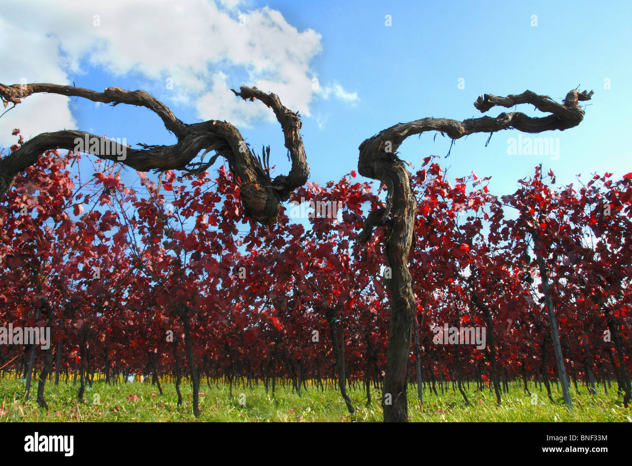 Leafless grapevines in front hi-res stock photography and images - Alamy