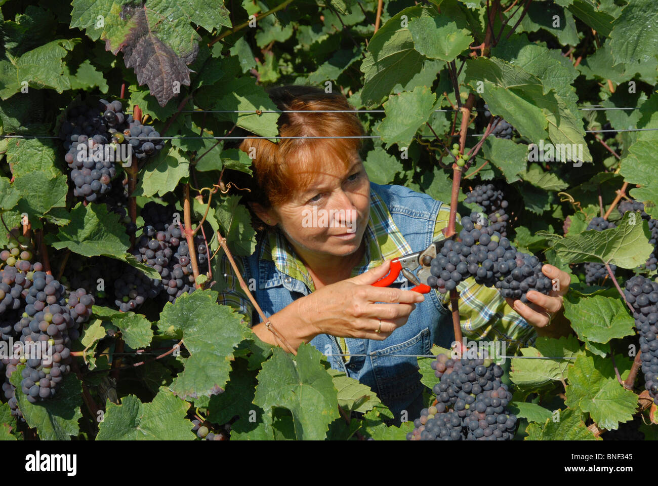 vintage, woman harvesting grapes Stock Photo - Alamy