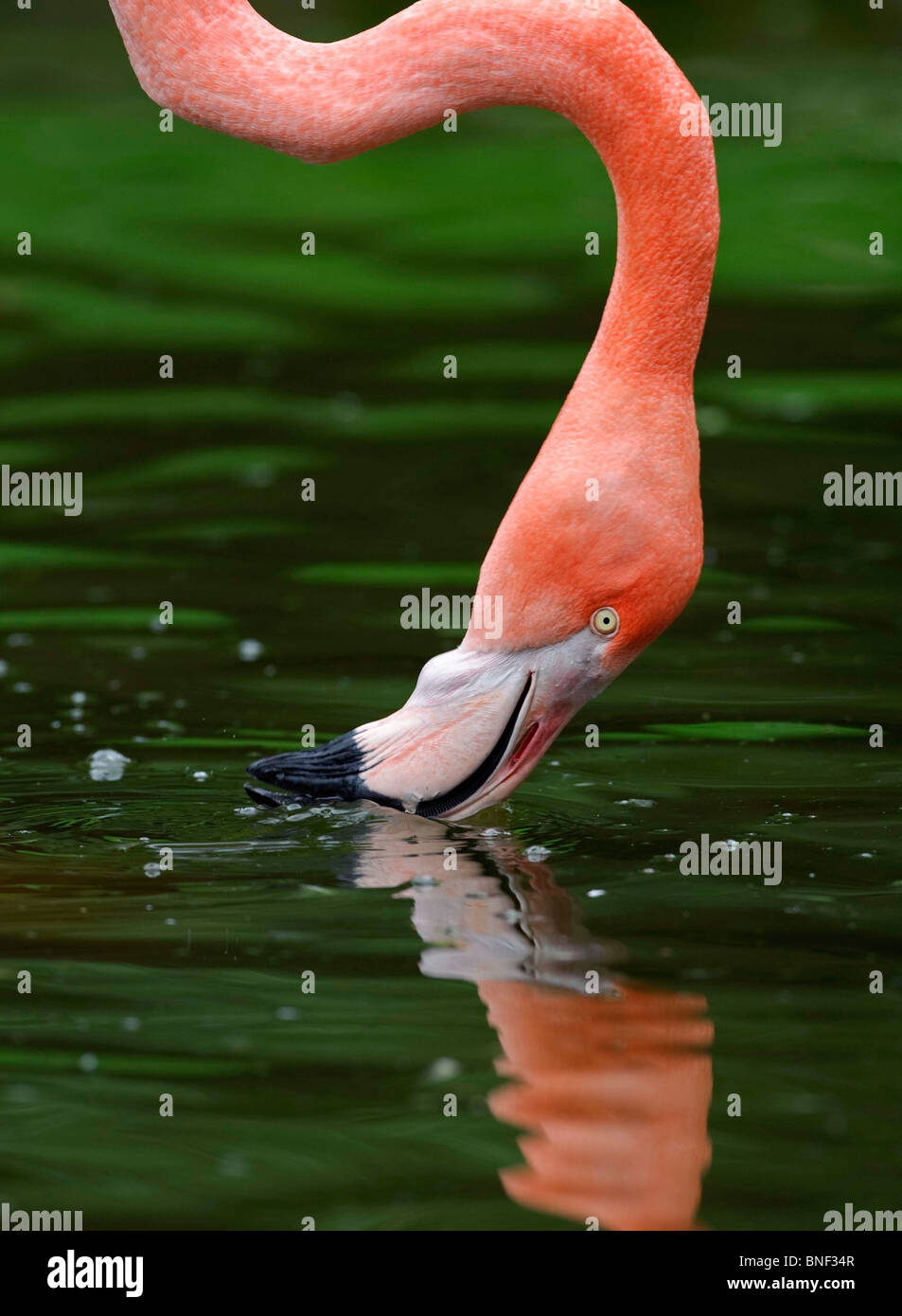 Sinuous neck hi-res stock photography and images - Alamy