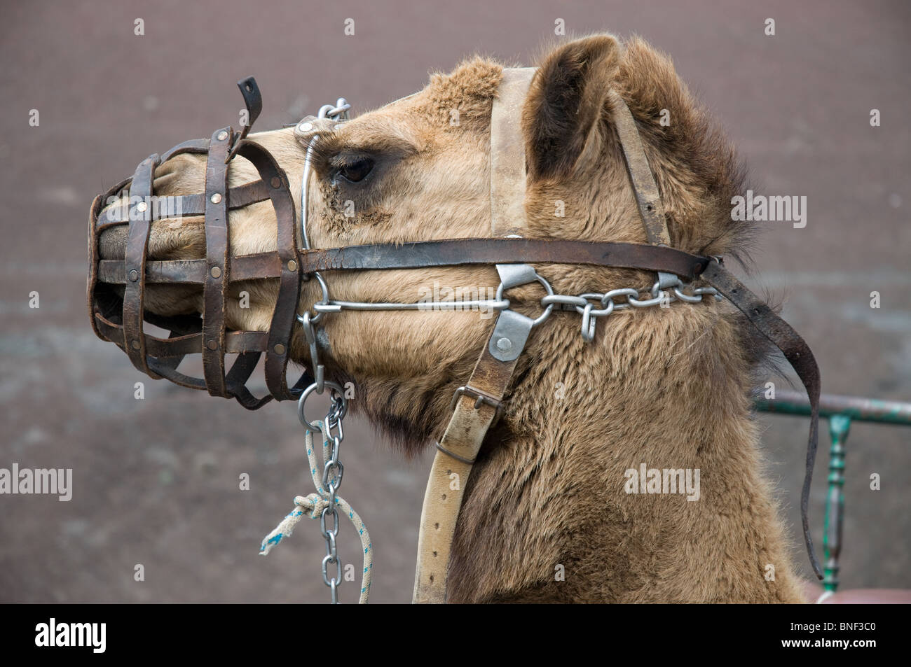 Camel wearing halter hi-res stock photography and images - Alamy