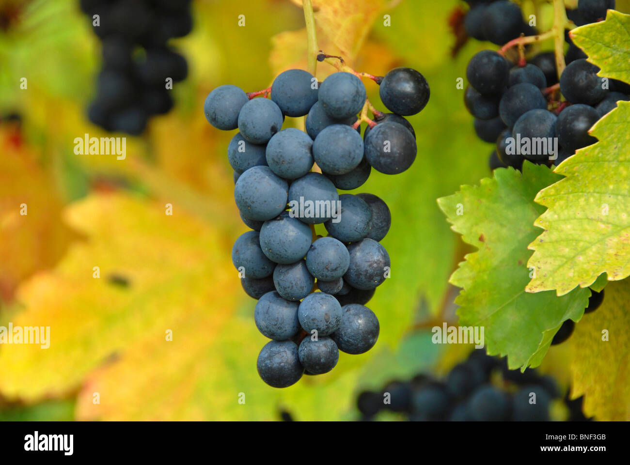 Grape of the variety regent hi-res stock photography and images - Alamy