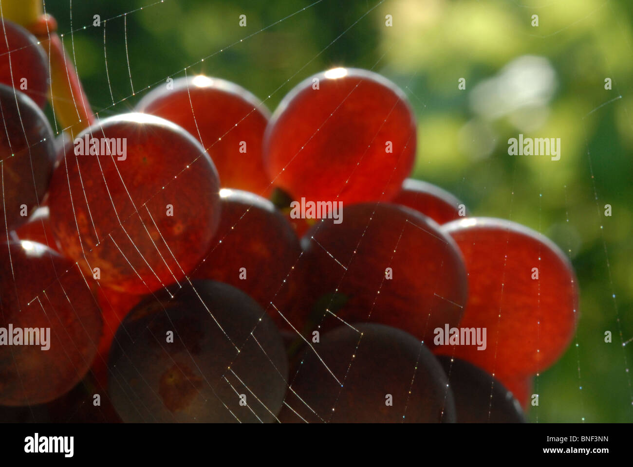 grape (Vitis spec.), red grapes, Germany, Rhineland-Palatinate Stock ...