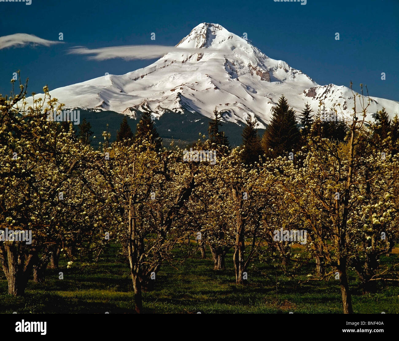 Pear orchard in hood river hi-res stock photography and images - Alamy