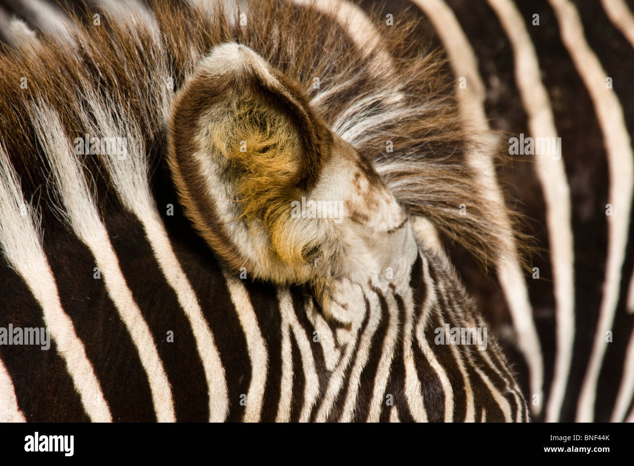 Grevy's zebra (Equus grevyi), ear and erect mane Stock Photo - Alamy