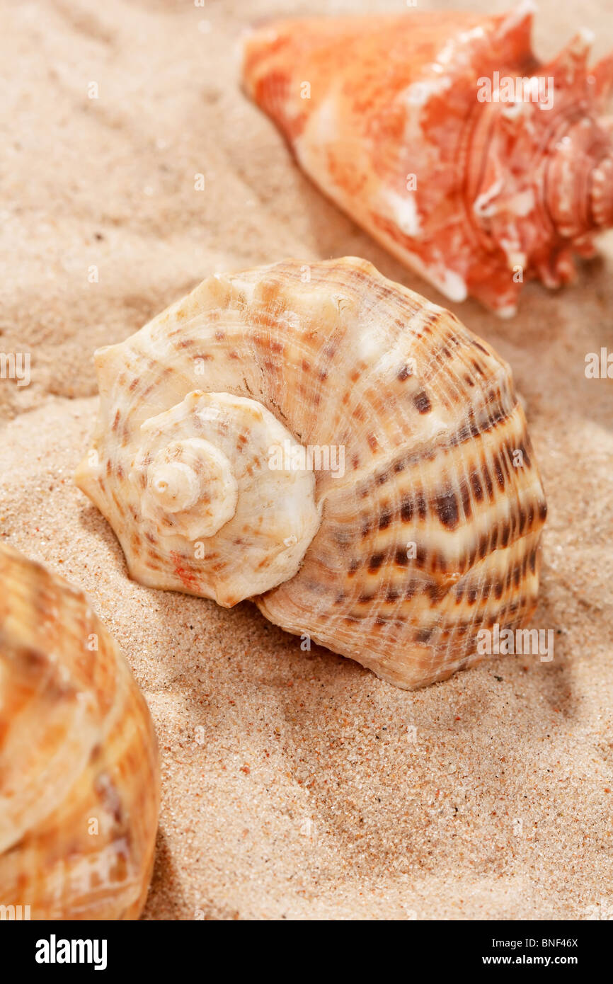 shells on the beach Stock Photo - Alamy
