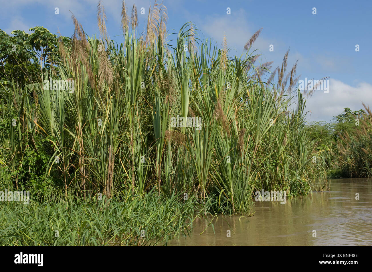 Reed arrow hi-res stock photography and images - Alamy
