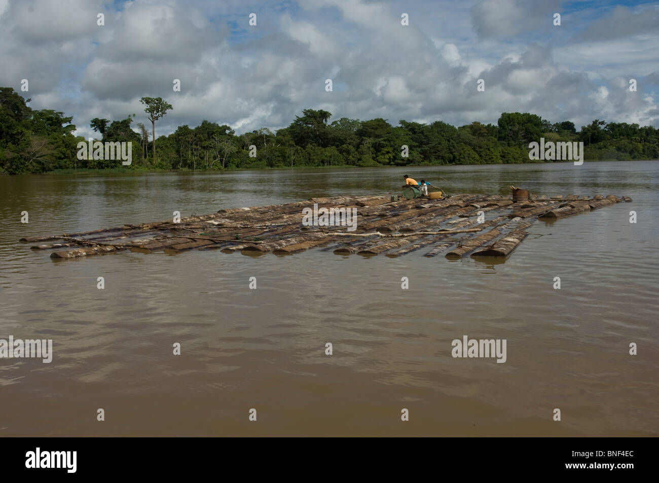 Raft of cumala logs in the river, Tigre River, Loreto Region, Peru ...