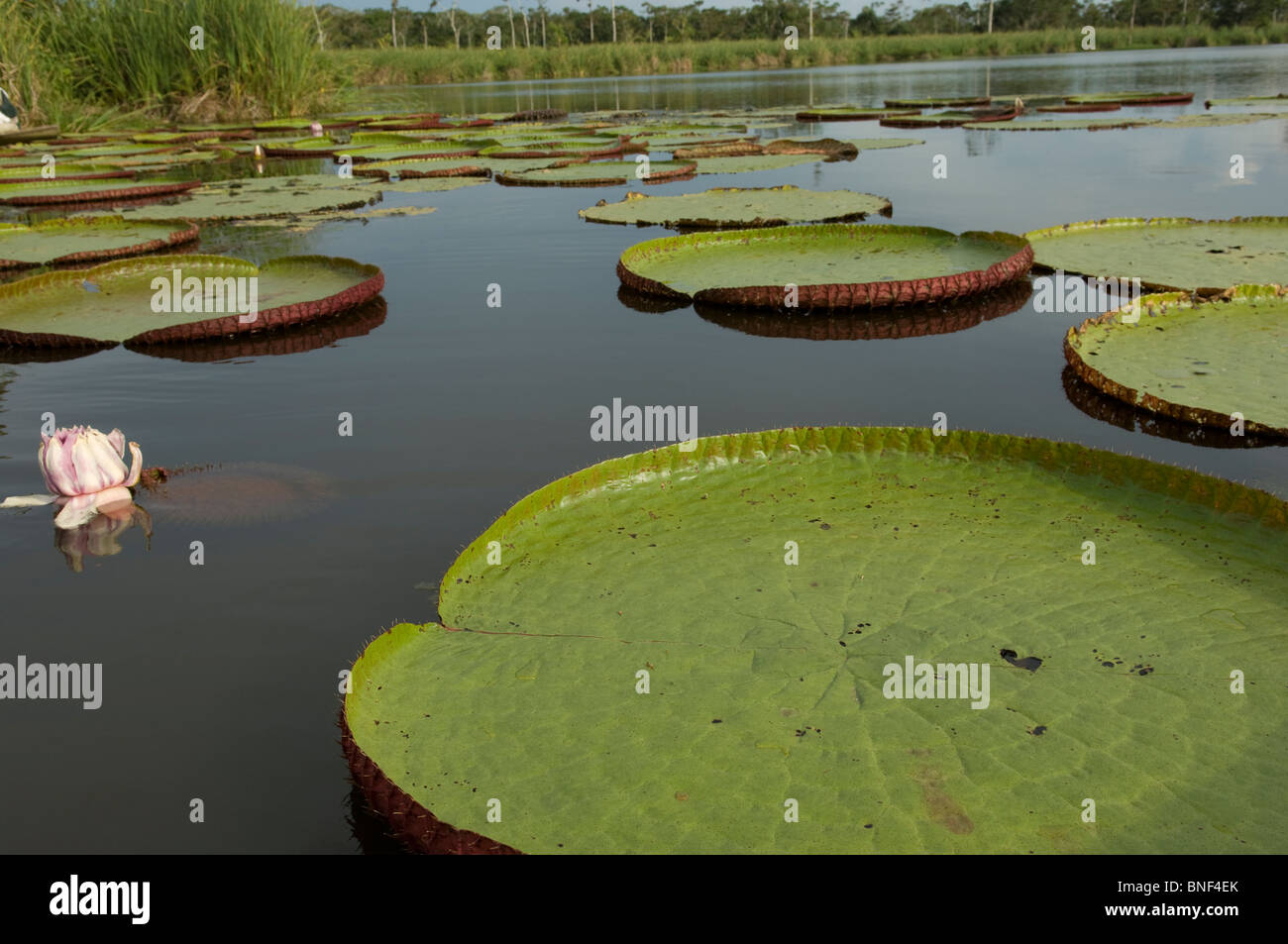 Victoria Water Lily (Victoria amazonica) in the river, Upper Amazon ...