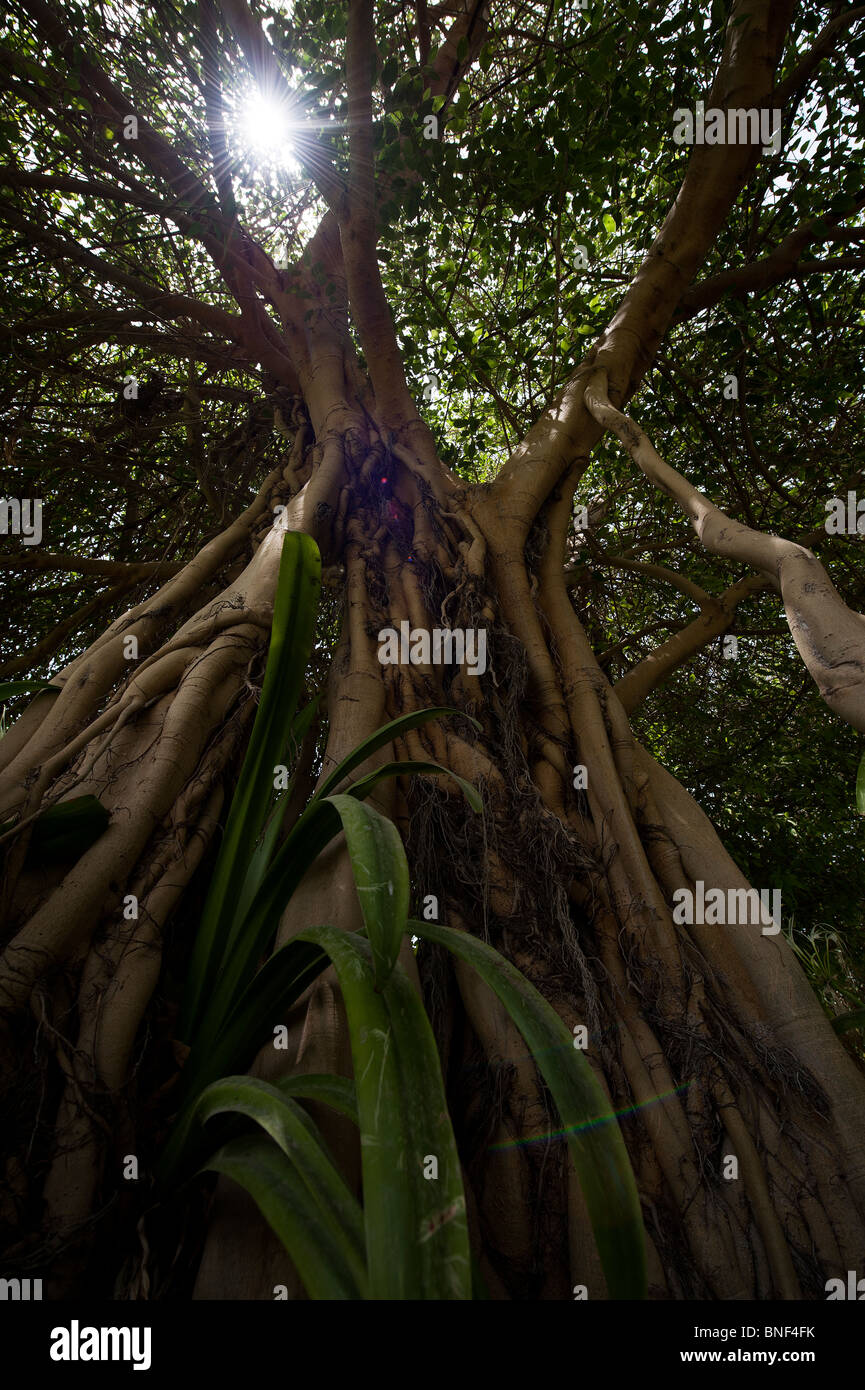 Banyan trees in Creek Park, Dubai, UAE Stock Photo - Alamy