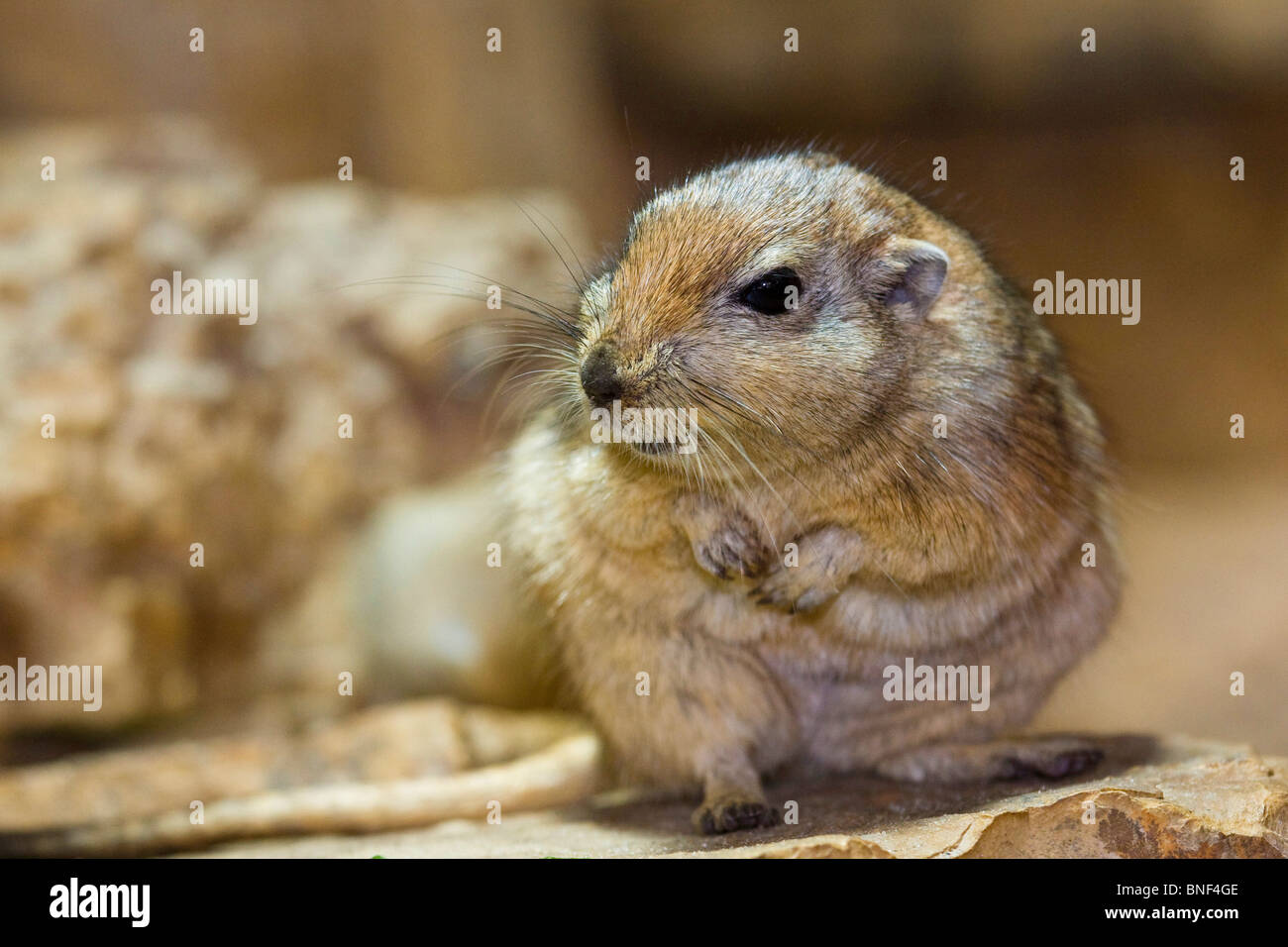 fat sand rat (Psammomys obesus), single individual sitting Stock Photo ...