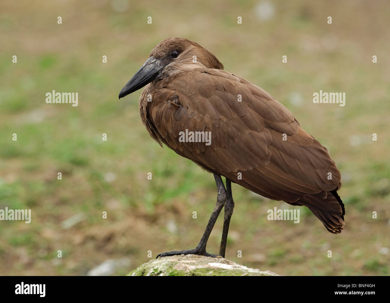 Hamerkop (Scopus umbretta). French: Ombrette africaine German ...