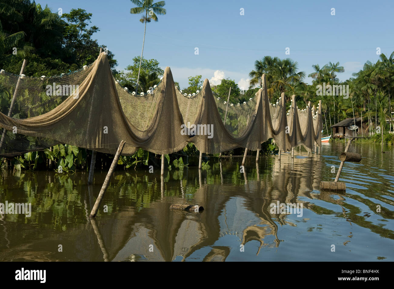Fishing nets drying at the riverside, Igarape Samauma, Amazonas, Brazil ...