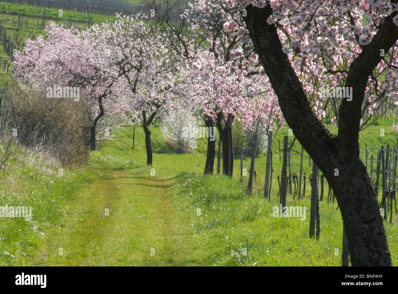 bitter almond (Prunus amygdalus), blooming almond trees at a field path ...
