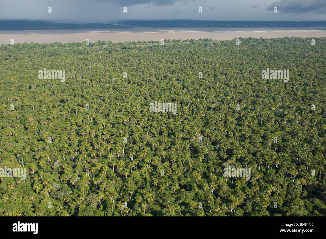 Aerial view of moriche palm trees, Iquitos, Loreto Region, Peru Stock ...