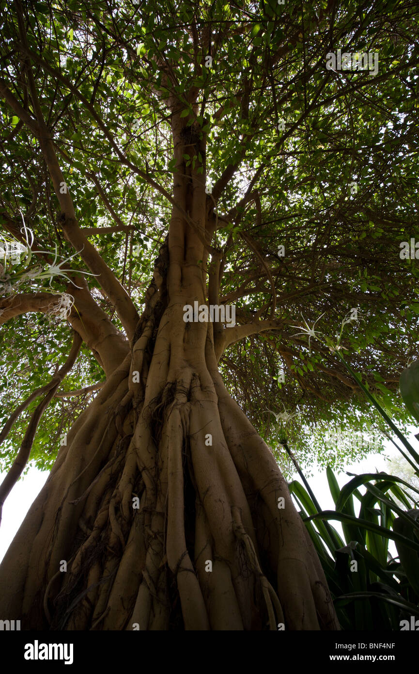 Banyan trees in Creek Park, Dubai, UAE Stock Photo - Alamy
