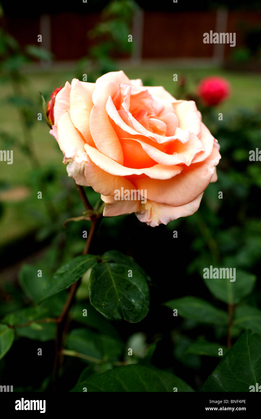 Single Rose Bloom Stock Photo - Alamy