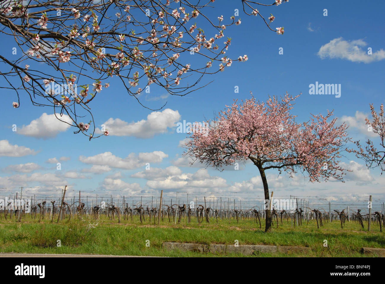 bitter almond (Prunus amygdalus), bloomin almond tree on a vineyard ...