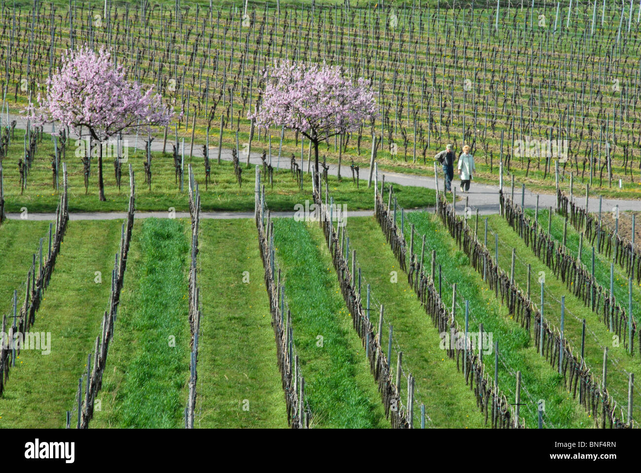 Prunus amygdalus rosaceae seasons season hi-res stock photography and ...