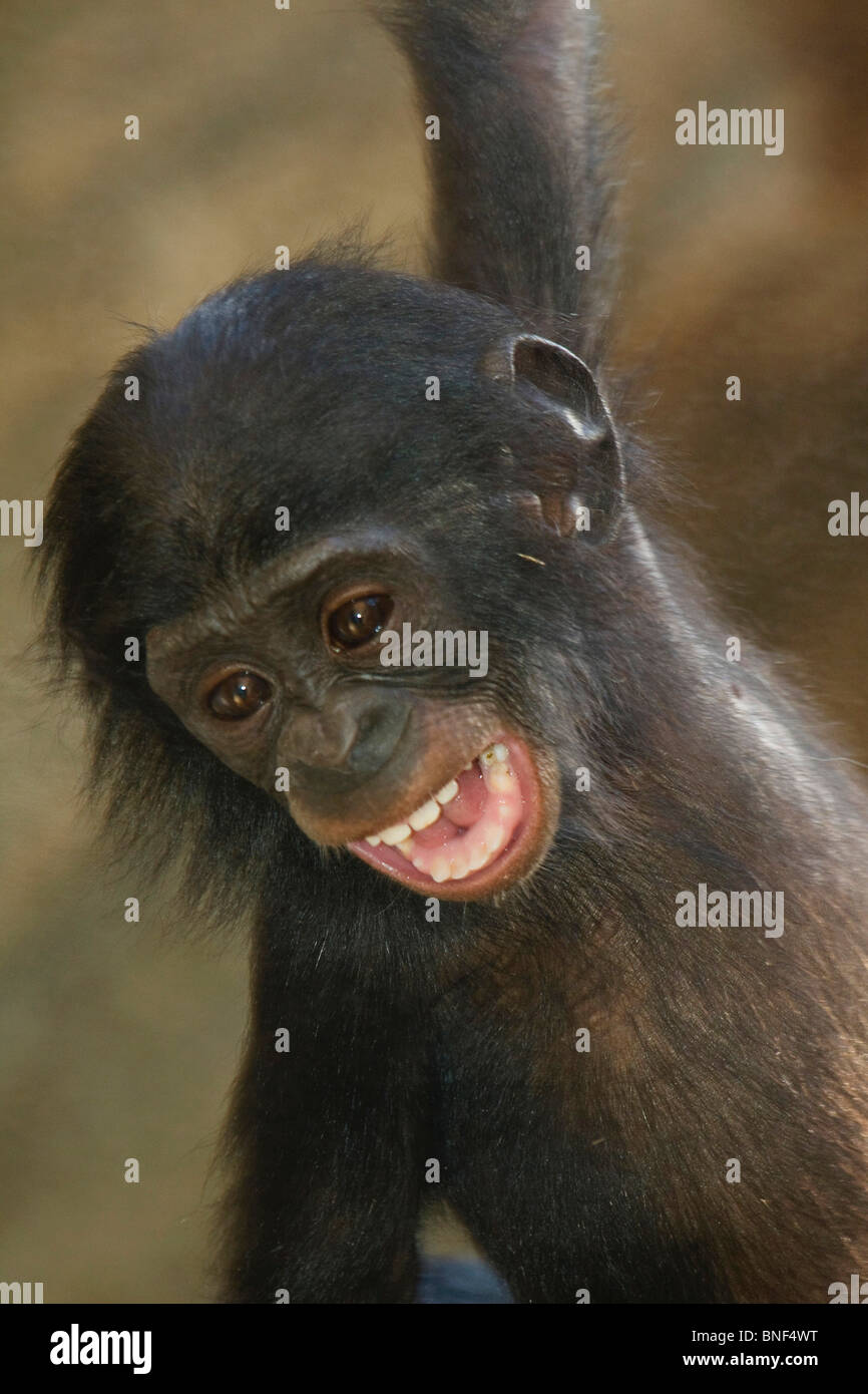 bonobo, pygmy chimpanzee (Pan paniscus), one year old pup hanging at a ...