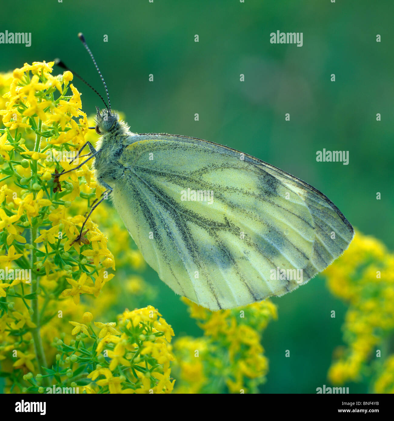 Green-veined White (Pieris napi). Imago on a flower Stock Photo - Alamy