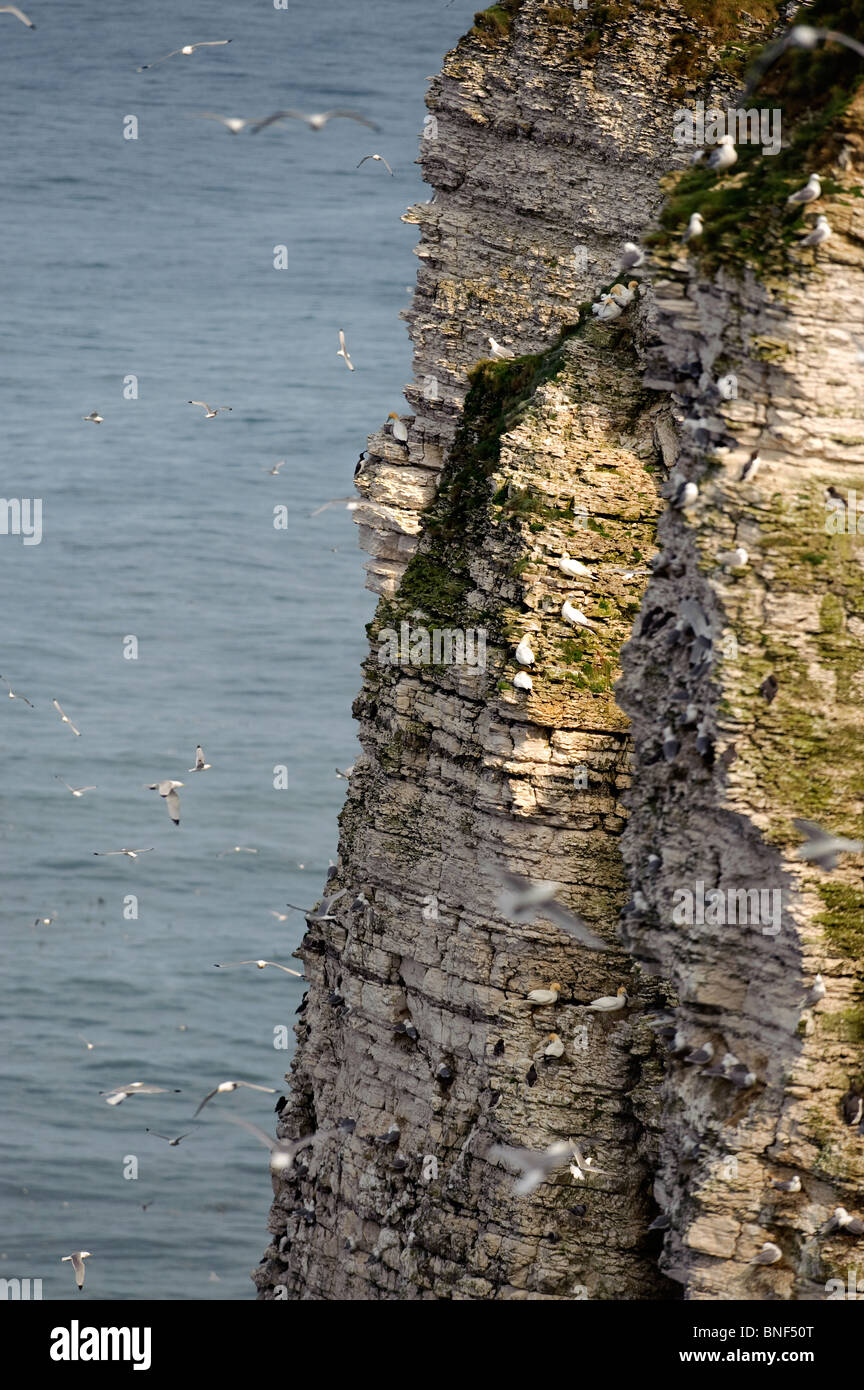 Bempton Cliffs. Yorkshire. Birds galore Stock Photo - Alamy