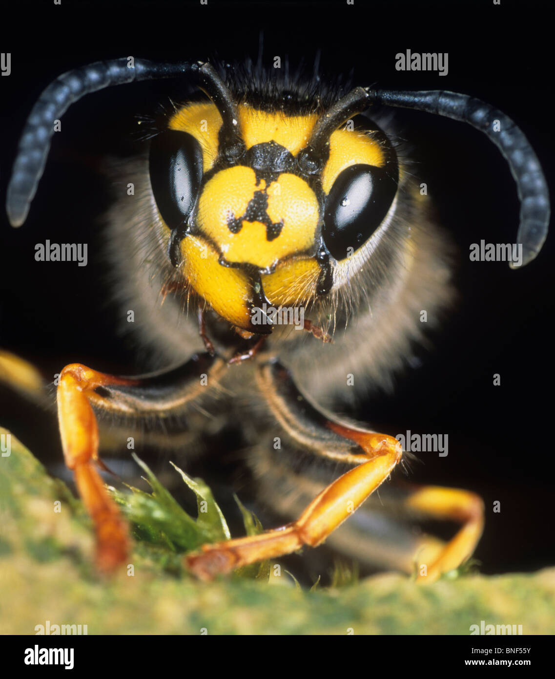 Wasp (Vespula rufa) , portrait Stock Photo - Alamy