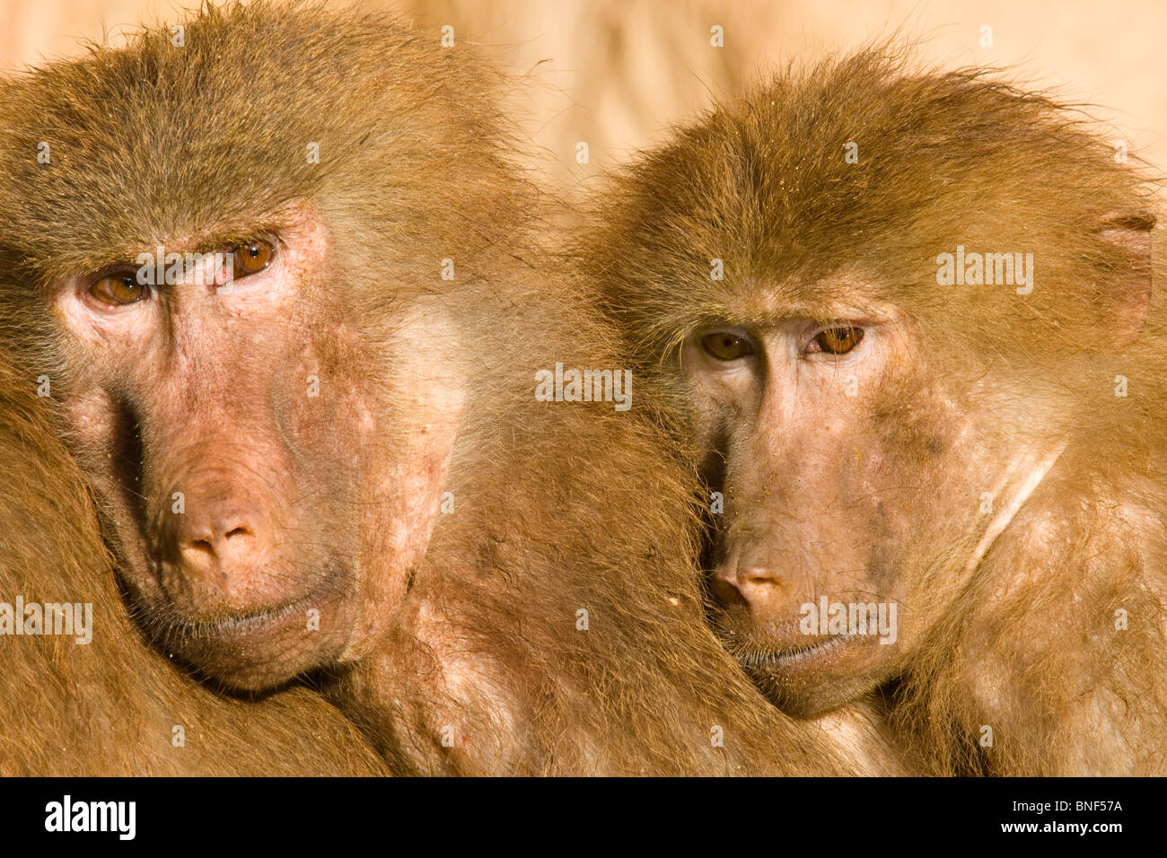 hamadryas baboon, sacred baboon (Papio hamadryas), two female sitting ...