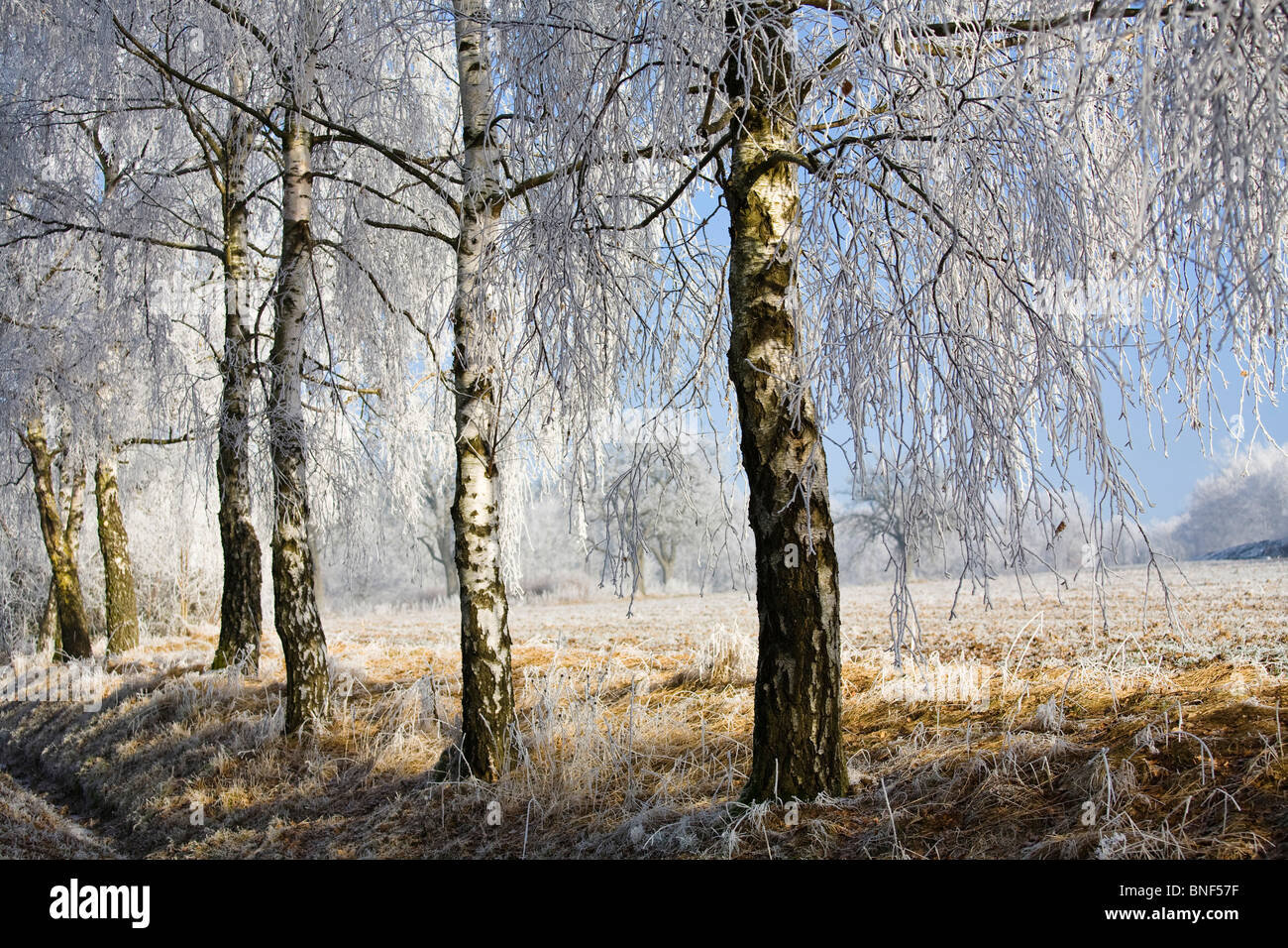 common birch, silver birch, European white birch, white birch (Betula ...