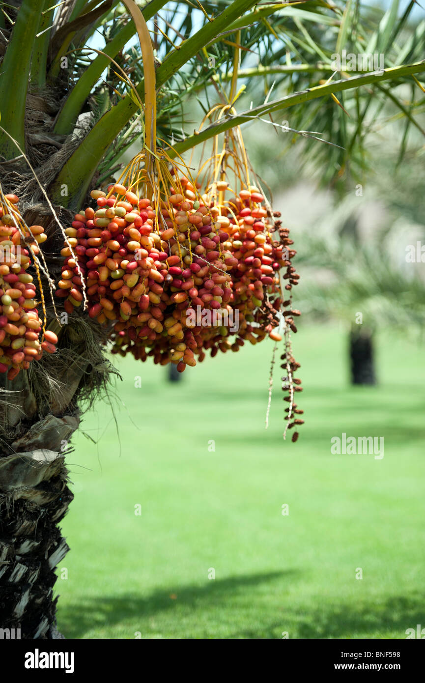 Date palms in Dibba, UAE Stock Photo - Alamy