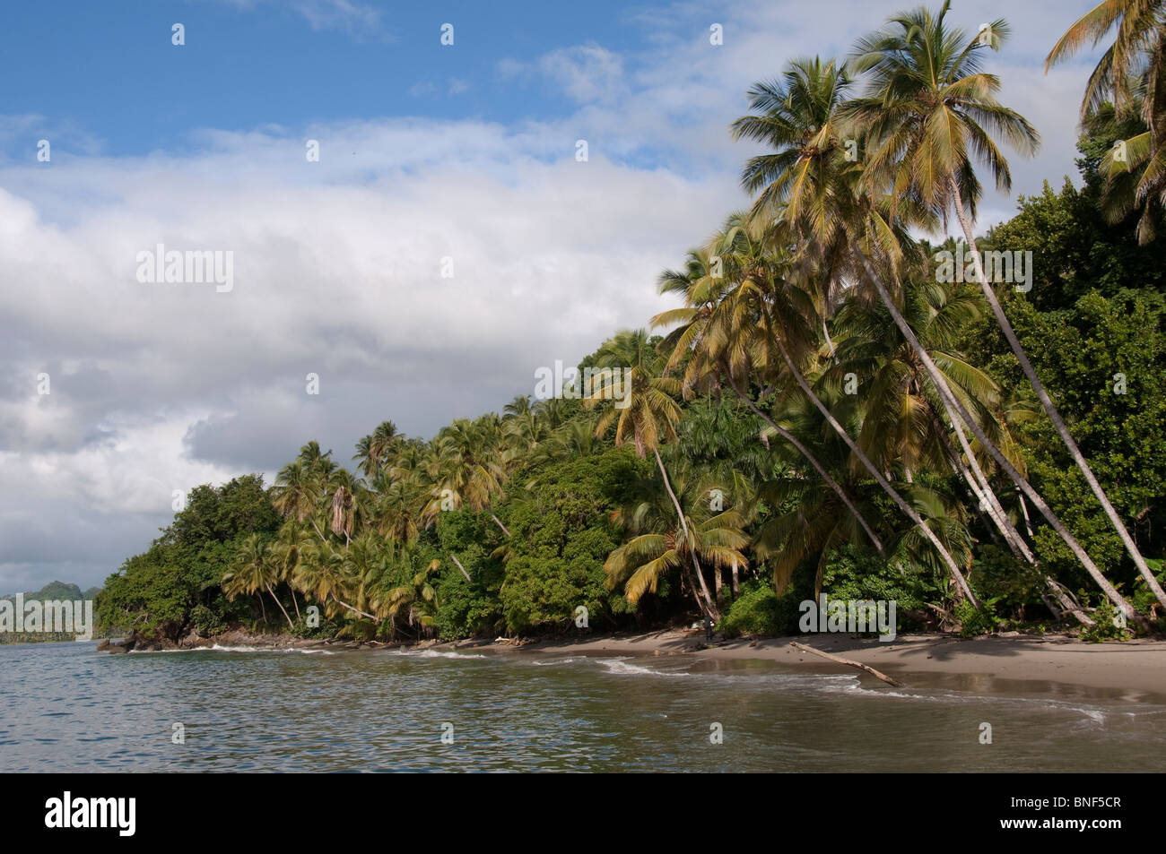 Palm trees on the beach, Samana, Samana Province, Dominican Republic ...