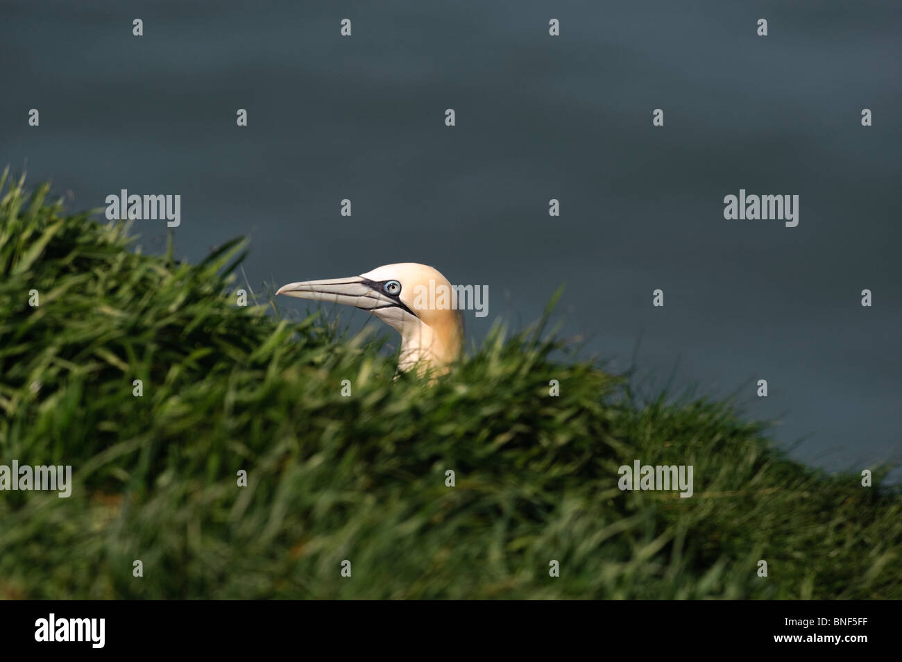 Gannet. Sula bassana. HEAD POKING UP ABOVE GRASS TUSSOCKS AT BEMPTON ...
