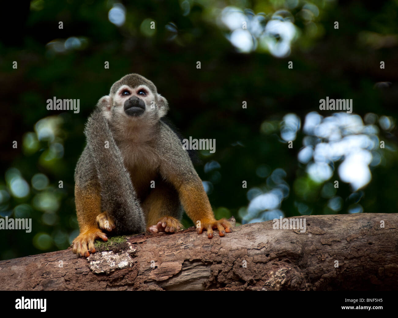 Squirrel monkey (Saimiri Sciureus) sitting on a tree, Devil's Island ...