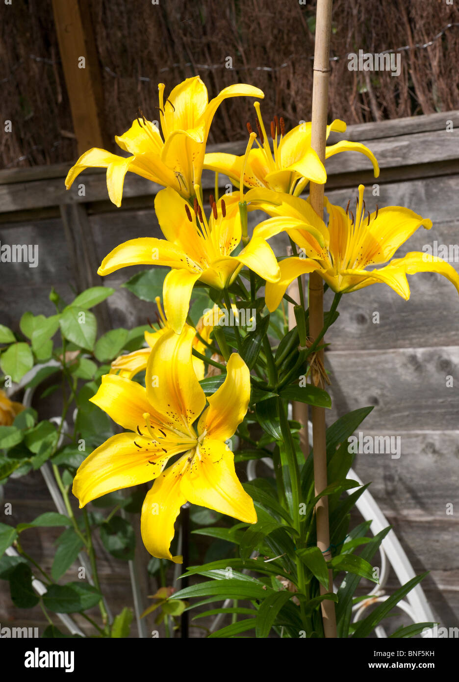 Stunning Yellow lilies Stock Photo - Alamy