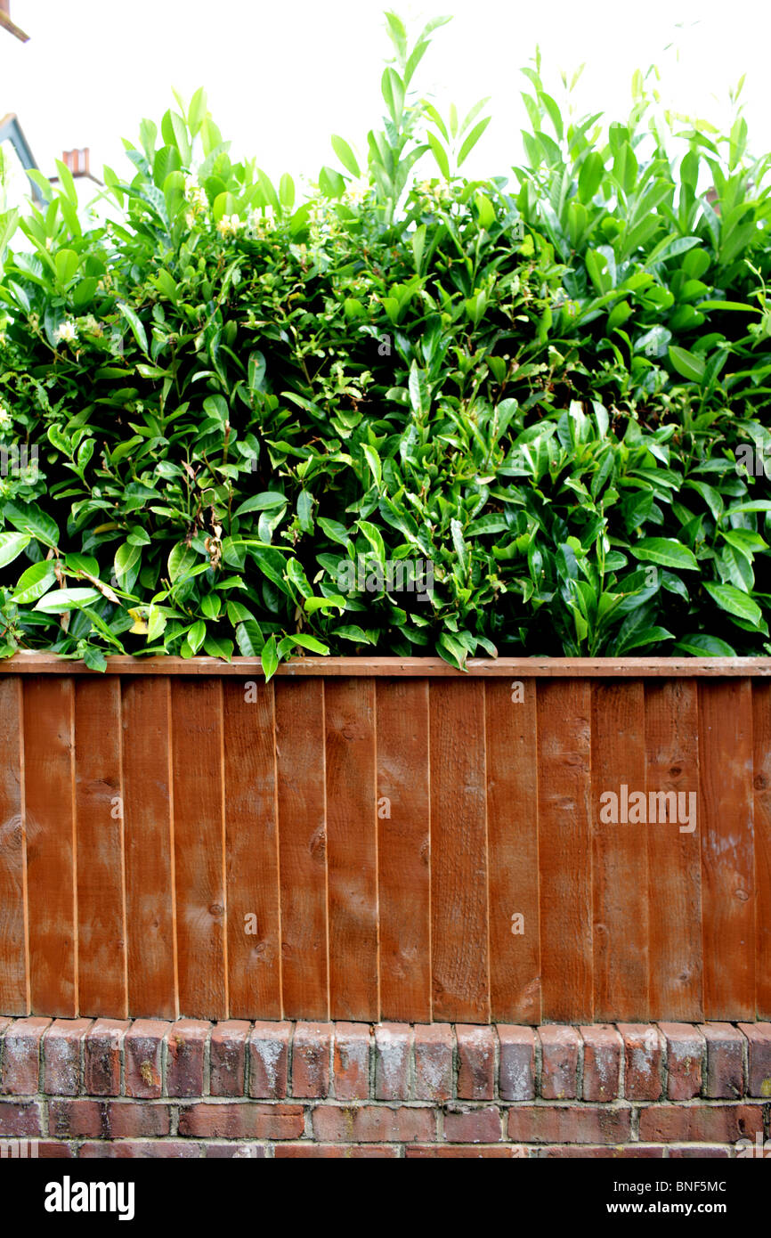 Everygreen hedge hi-res stock photography and images - Alamy