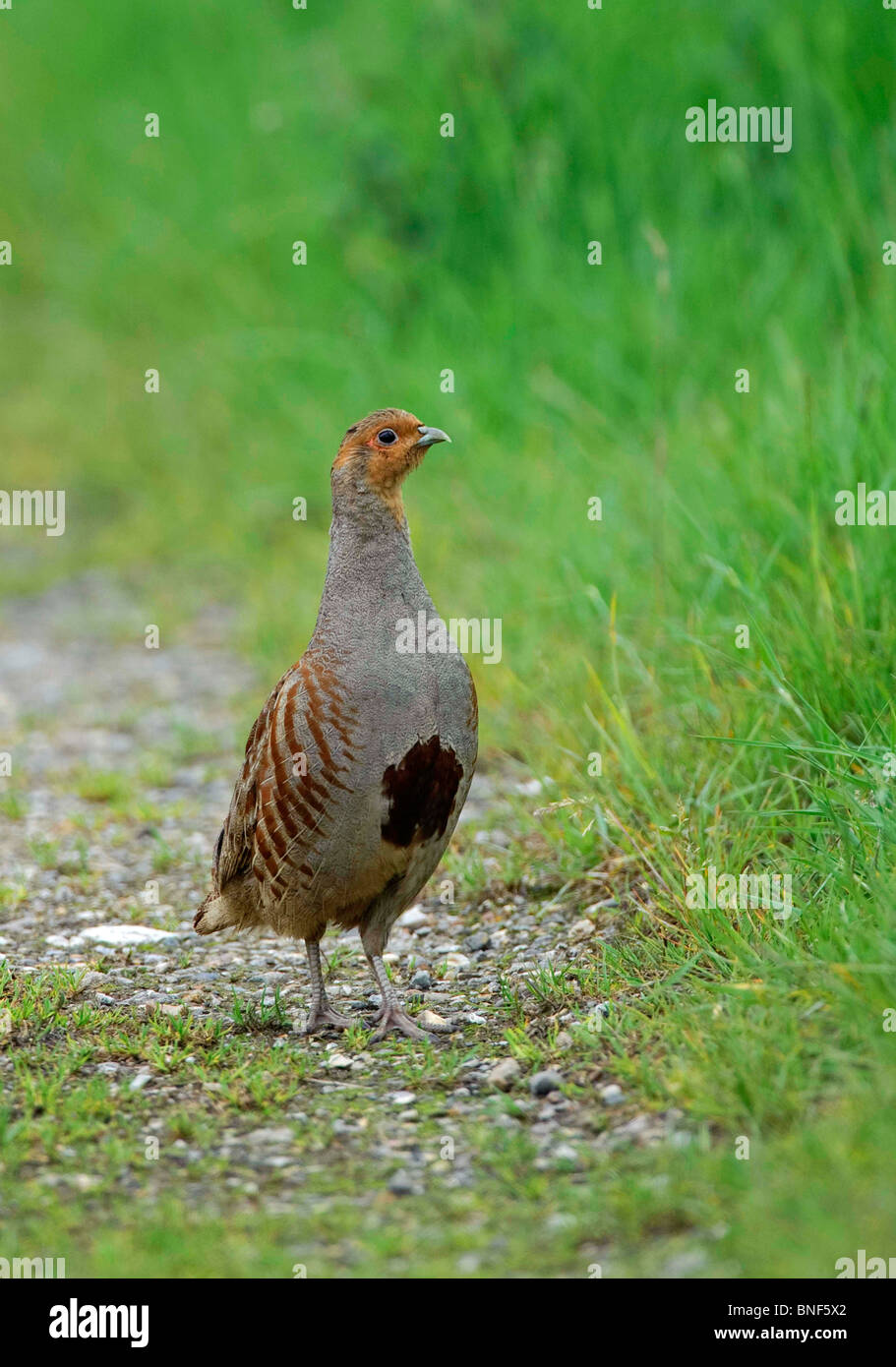 English Partridge. Perdix perdix Stock Photo - Alamy